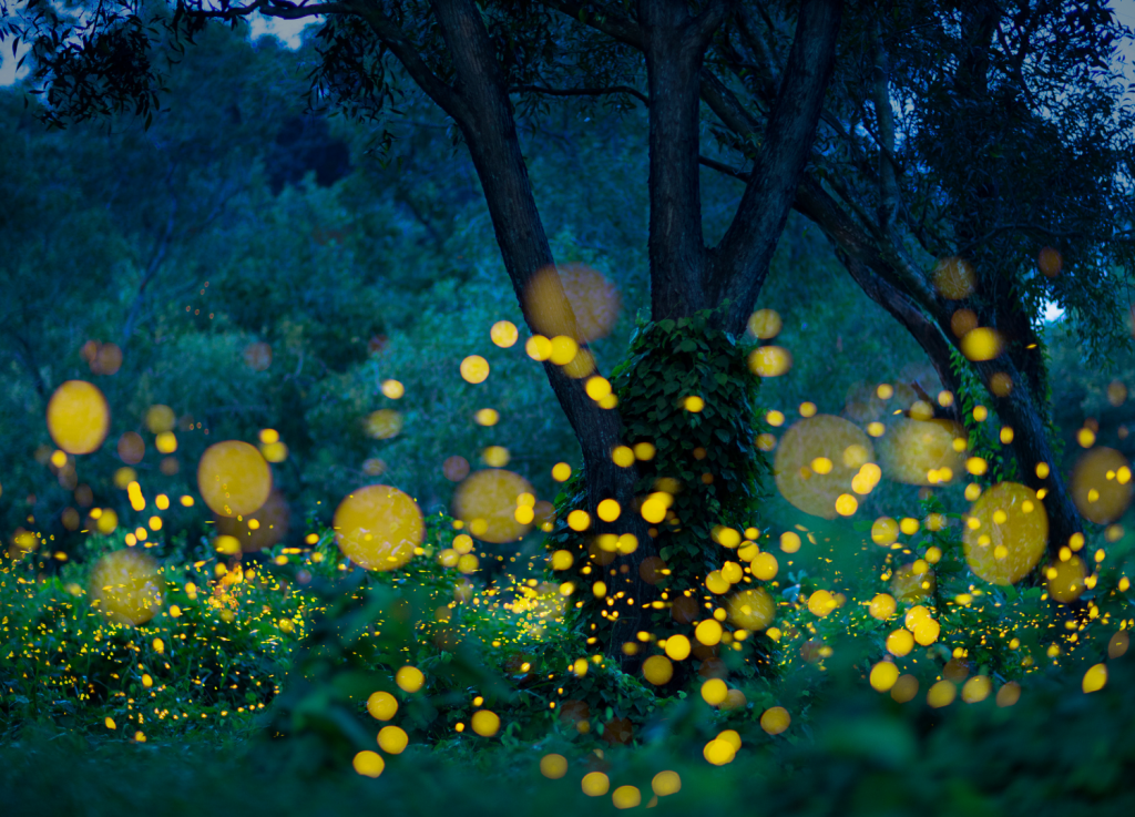 How To Photograph Fireflies Like A Pro This Summer Eyeq